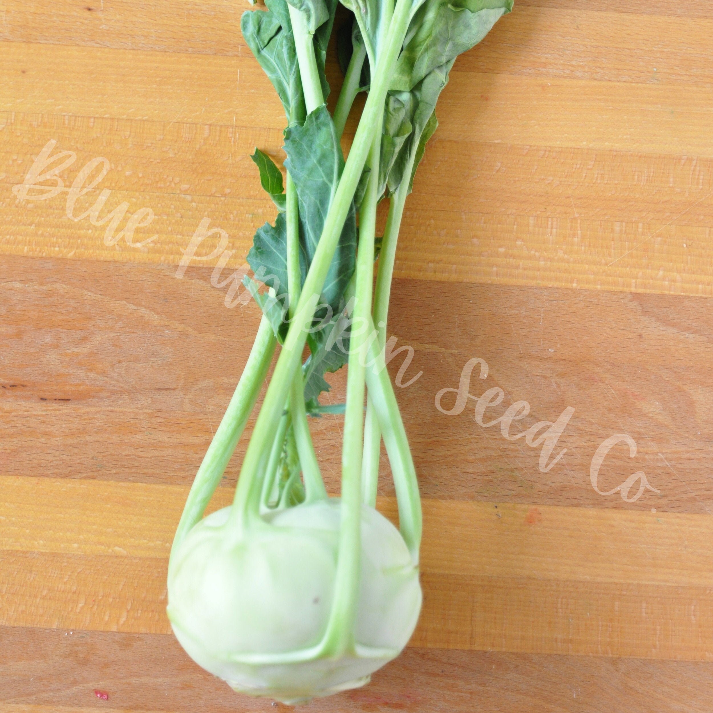 Early White Vienna Seeds: Perfect for Cool Weather Gardening -grow Your ...