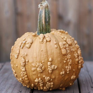Grizzly Bear (F1 Hybrid/c.spp.) Seeds: Tan Pumpkin, Buff Pumpkin, Bumpy ...