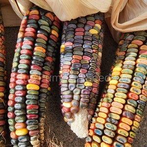 Earth Tones Dent Corn Seeds: A Rainbow of Autumn Colors - Earth Tones ...