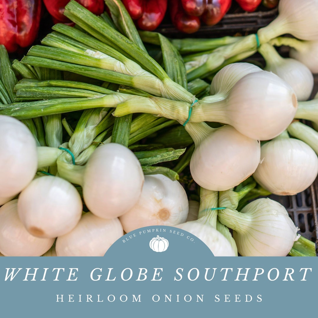 White Globe Southport Onion (heirloom / Long Day) Seeds: White Globe ...