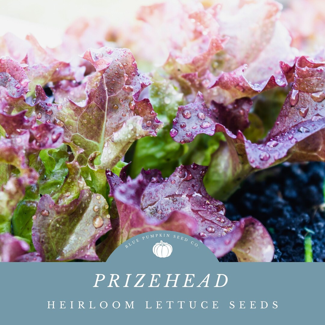 Prizehead Lettuce (heirloom/op) Seeds: Prize Head Leaf Lettuce ...