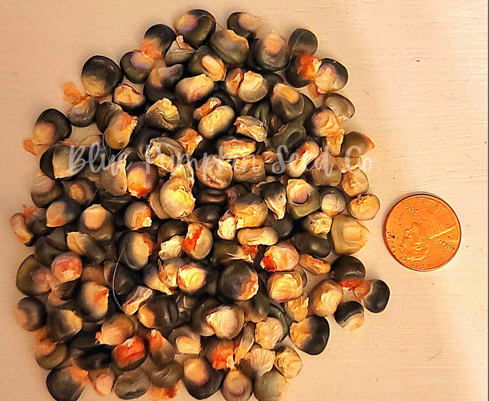 Oaxacan Green Corn : Oaxacan Green Dent Green Corn Maize - Etsy