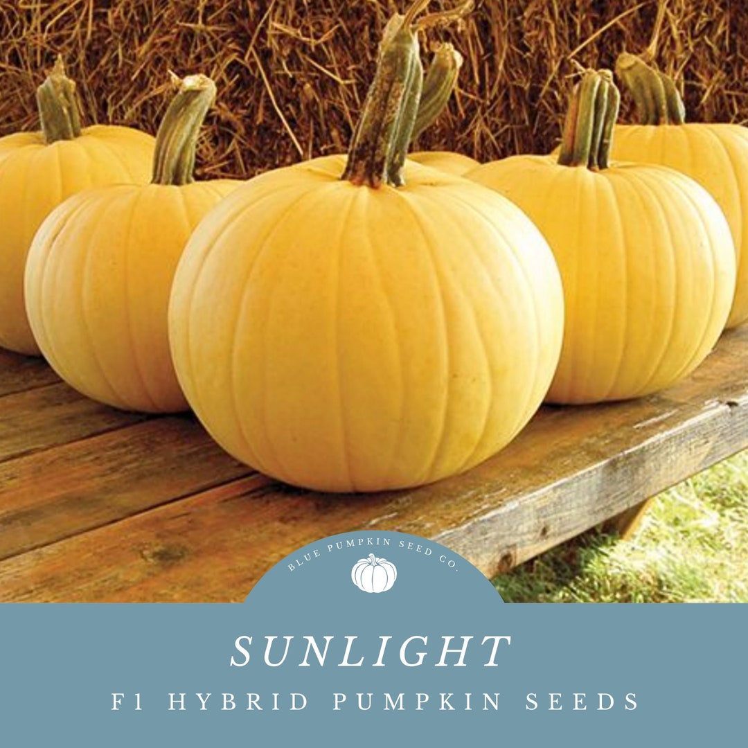Sunlight Pumpkin (f1/c.spp/pmr) Seeds: Yellow Pumpkin, Sunshine Pumpkin ...