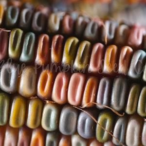 Earth Tones Dent Corn Seeds: A Rainbow of Autumn Colors - Earth Tones ...