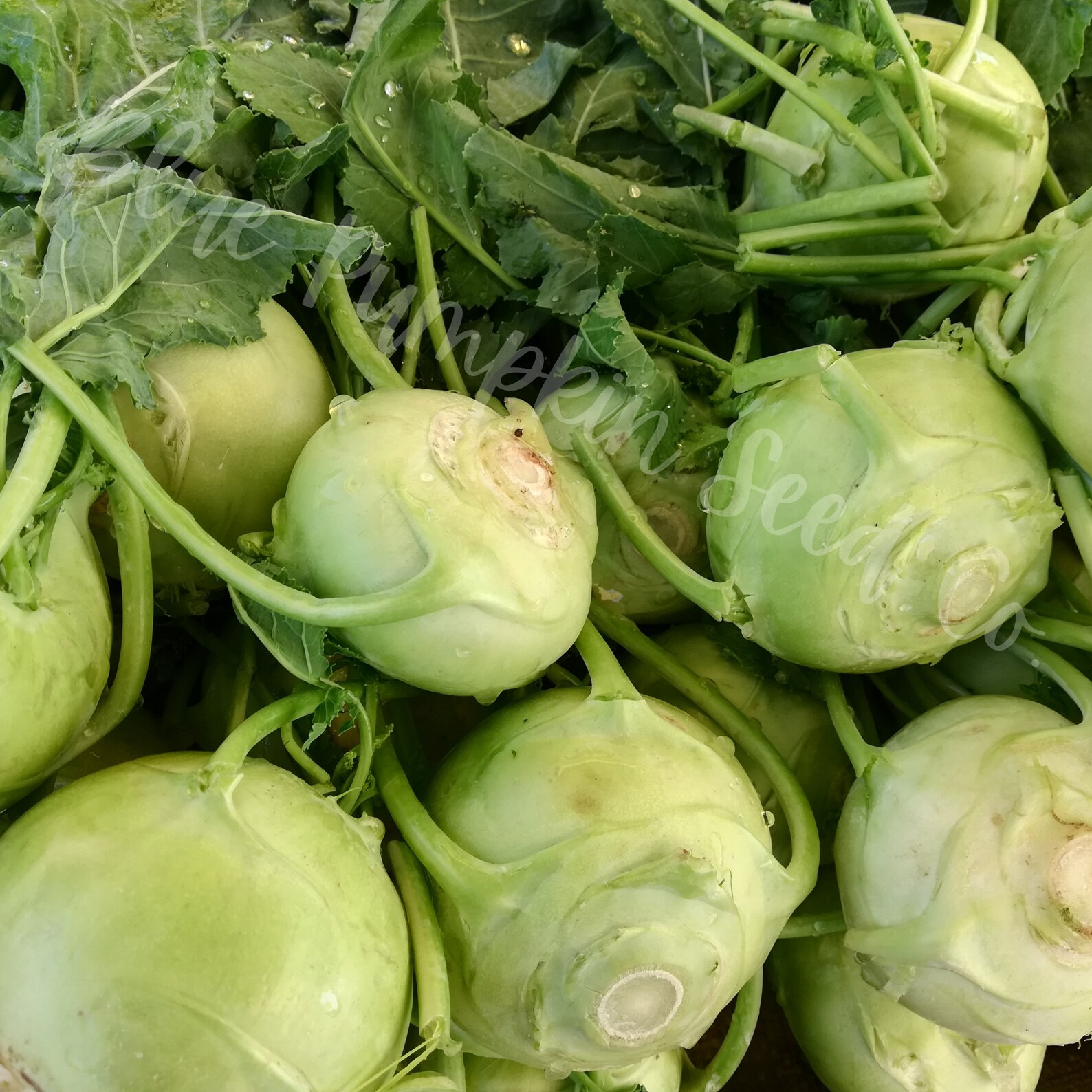 Early White Vienna Seeds: Perfect for Cool Weather Gardening -grow Your ...