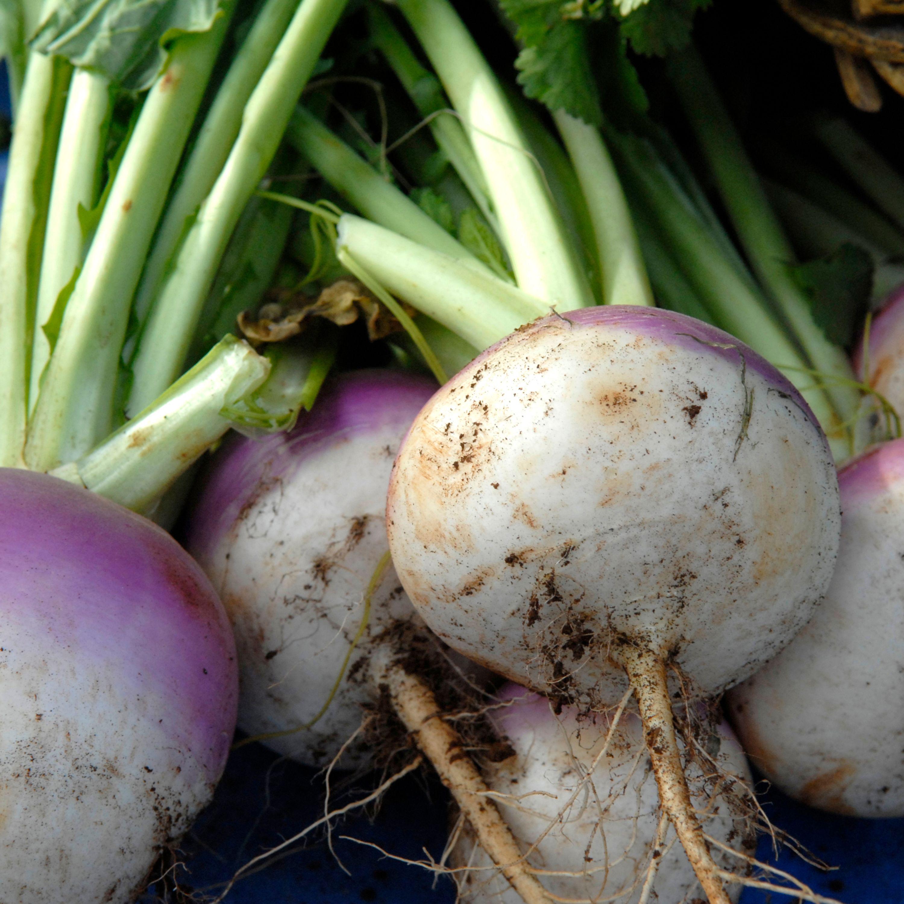 Purple Top White Globe Turnip Seeds: Grow Vibrant Purple Sweet Turnips ...
