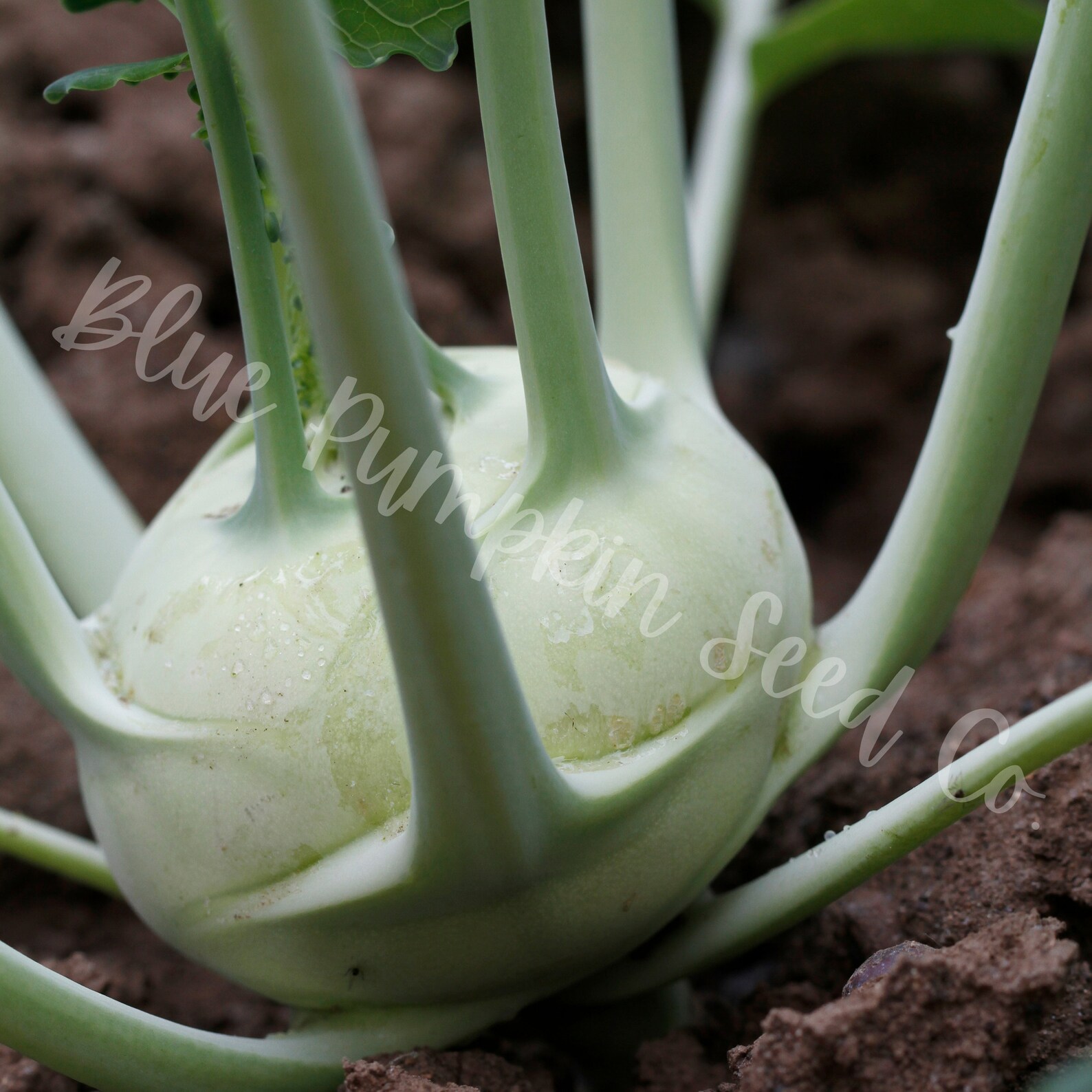 Early White Vienna Seeds: Perfect for Cool Weather Gardening -grow Your ...