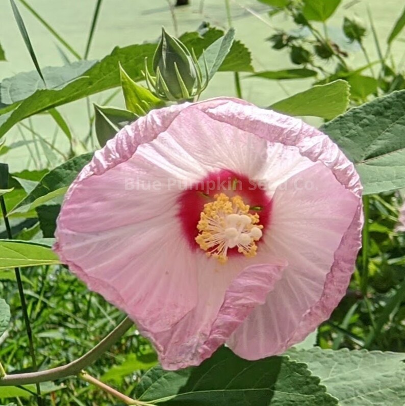 Swamp Rose Mallow (perennial): Swamp Rose, Swamp Mallow, Hibiscus ...