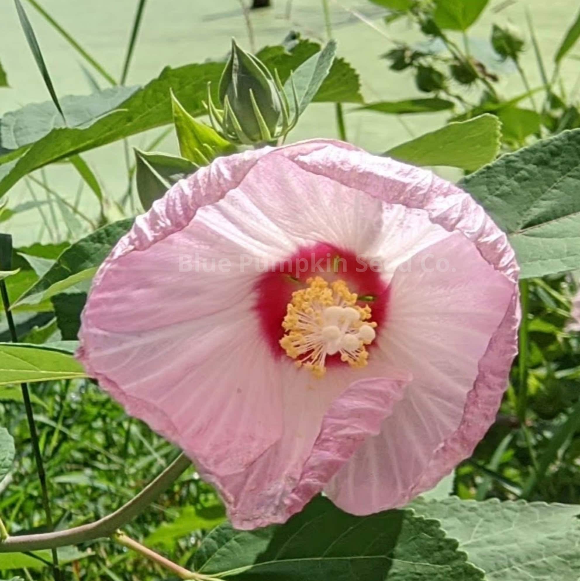 Swamp Rose Mallow (perennial): Swamp Rose, Swamp Mallow, Hibiscus ...