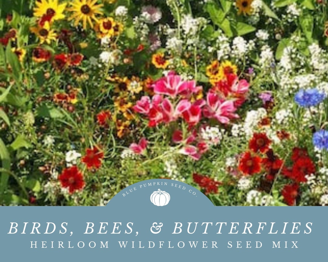 Bird, Bees, and Butterfly Wildflower Seed Mix: Attract Birds, Bees, and ...