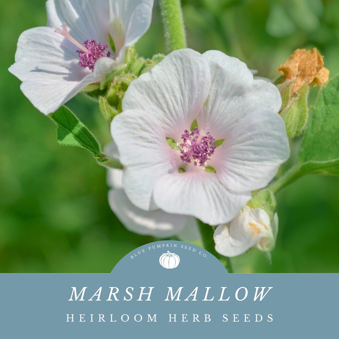 Marsh Mallow Plant: Make Your Own Homemade Marshmallows - Harvest the ...