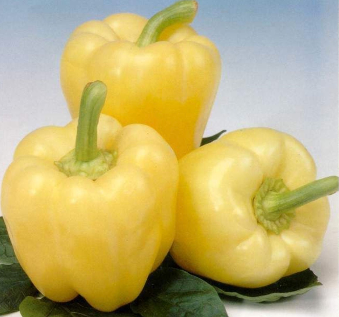 White Bell Pepper Seeds: White Bell Pepper Albino Bell - Etsy