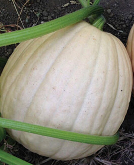 Tandy Pumpkin (f1/c.pepo) Seeds: Gumdrop Pumpkin, Tan Pumpkin, Large ...