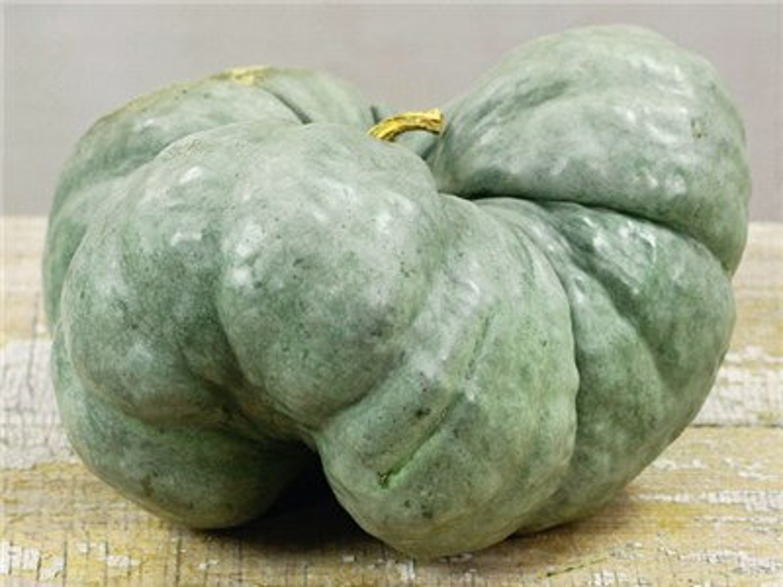 Triamble Pumpkin (heirloom/op/c.maxima) Seeds: Shamrock Squash ...