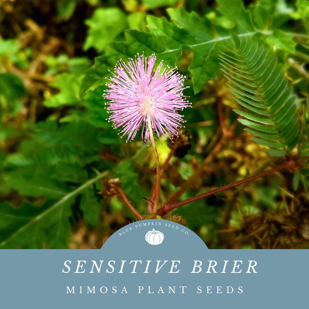 Sensitive Brier / Mimosa Nuttallii Seeds: Nuttall's Sensitive-briar ...