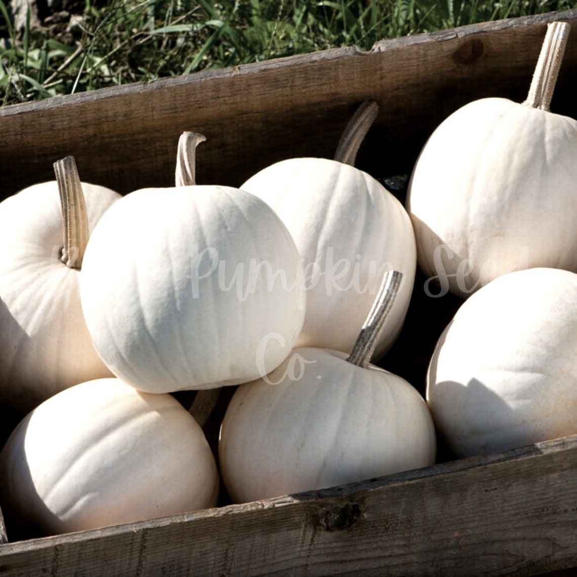 Snowball Pumpkin (f1/c.maxima/pm) Seeds: White Pumpkin, Medium Sized ...