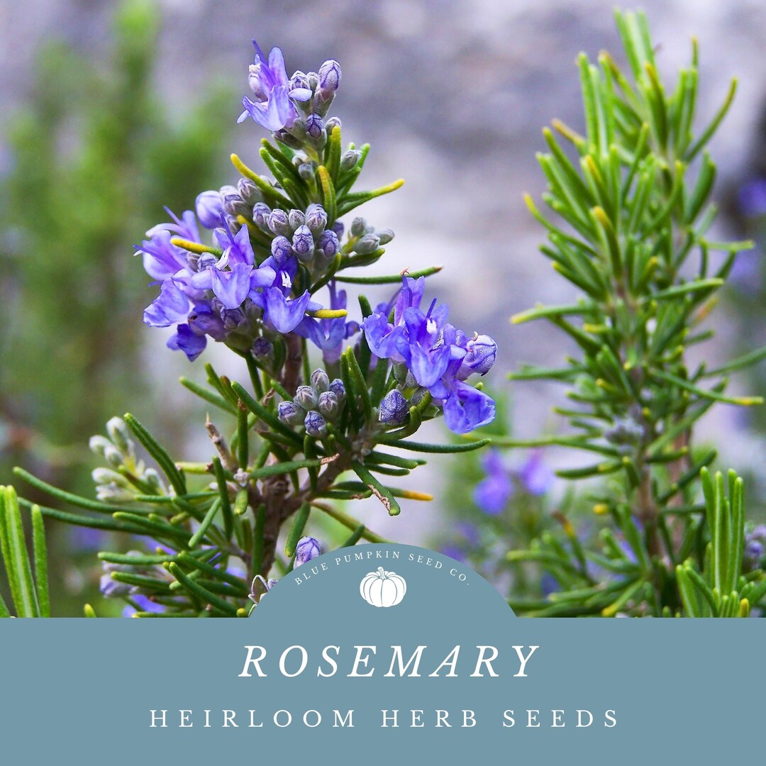 Rosemary (heirloom/op) Seeds: Compass Weed, Compass Plant, Encensier ...