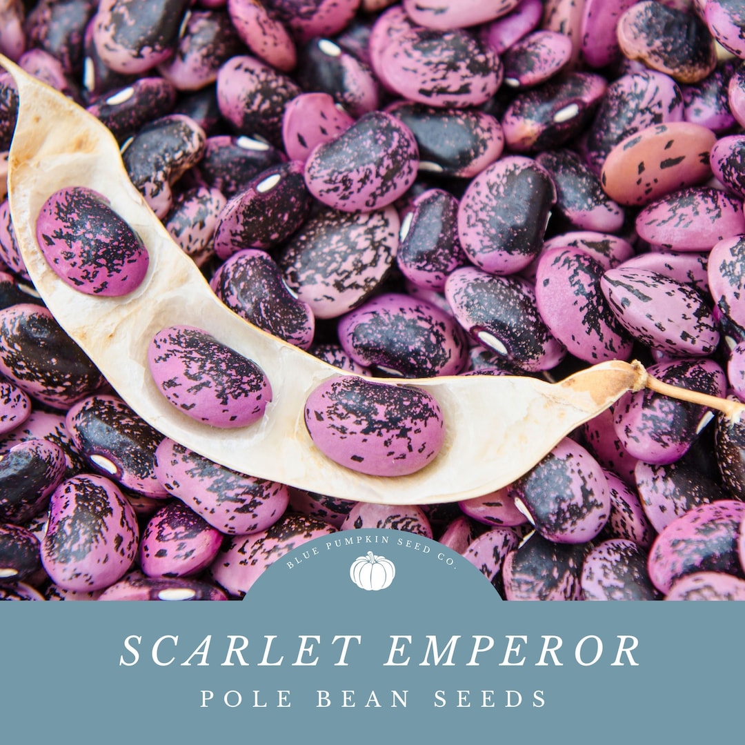 Scarlet Emperor Poll Bean Seeds : Scarlet Runner Bean, Seven Year Bean ...