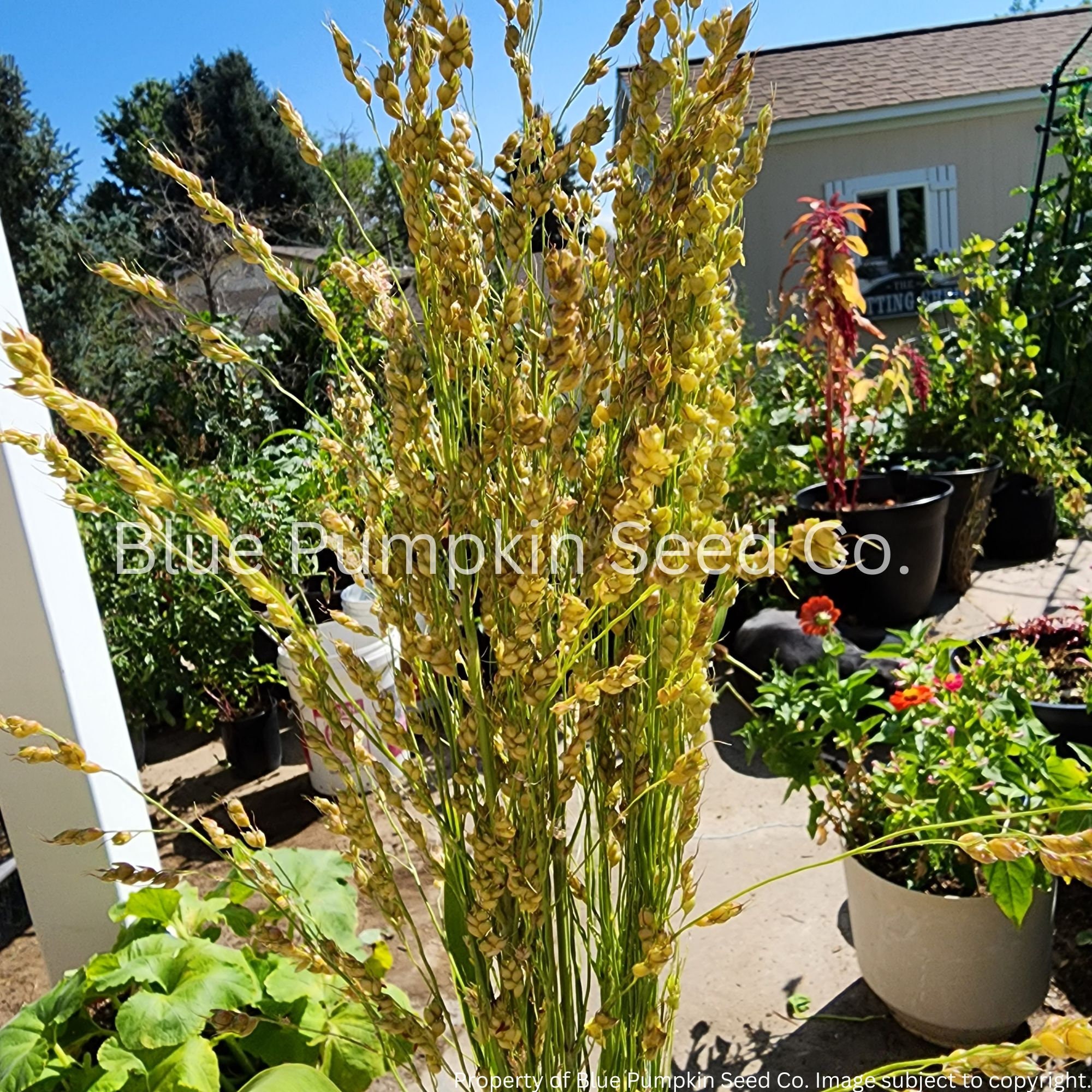 Yellow Broom Corn Seed