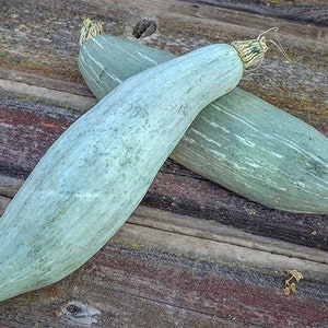 Guatemalan Blue Winter Squash (rare/heirloom/c.maxima): Rare Heirloom ...
