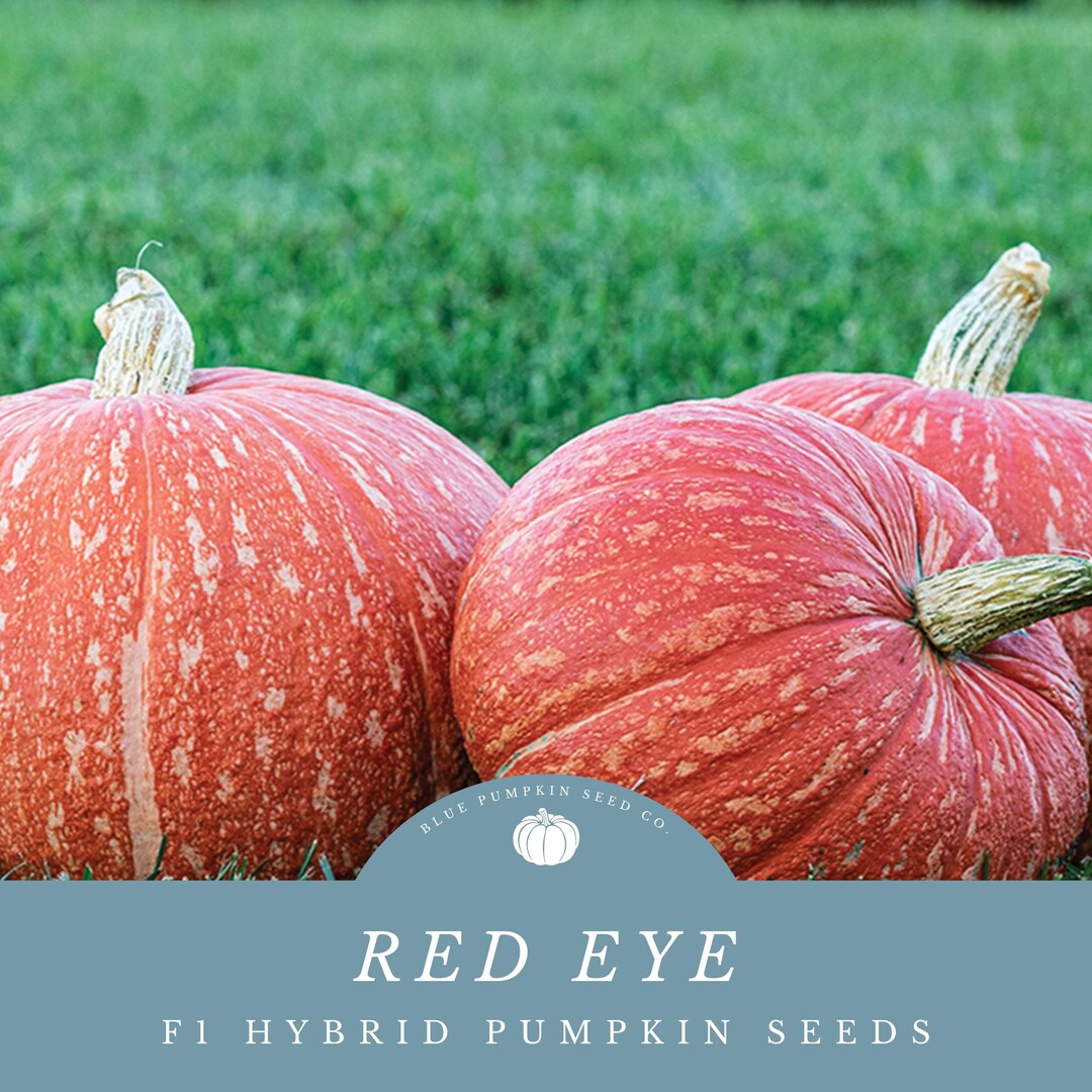 Red Eye Pumpkin Seeds: Grow Large Red Pumpkins With White Speckling ...