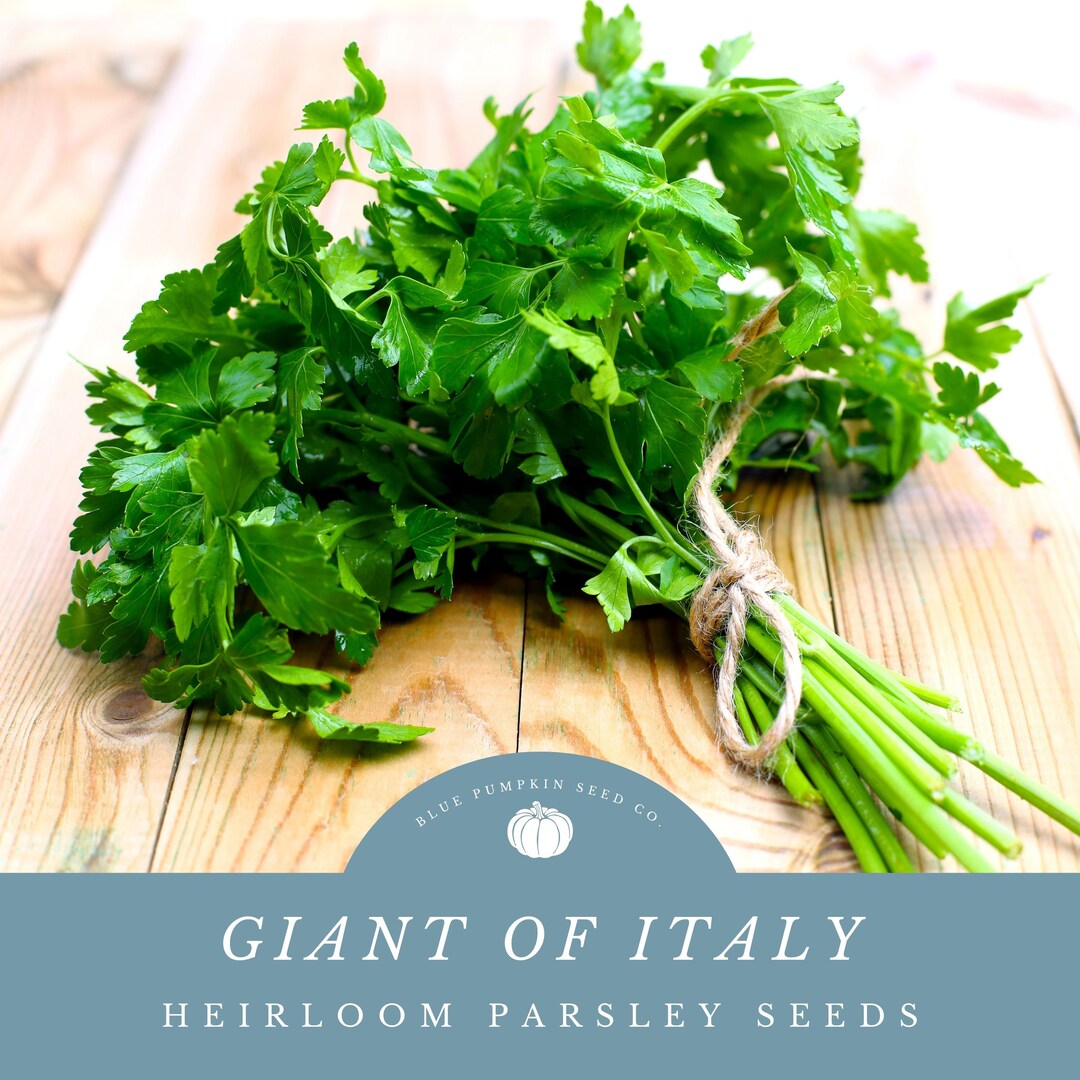 Giant of Italy Parsley (OP/ Heirloom / Biennial) Seeds Petroselinum Crispum, Giant Parsley ...