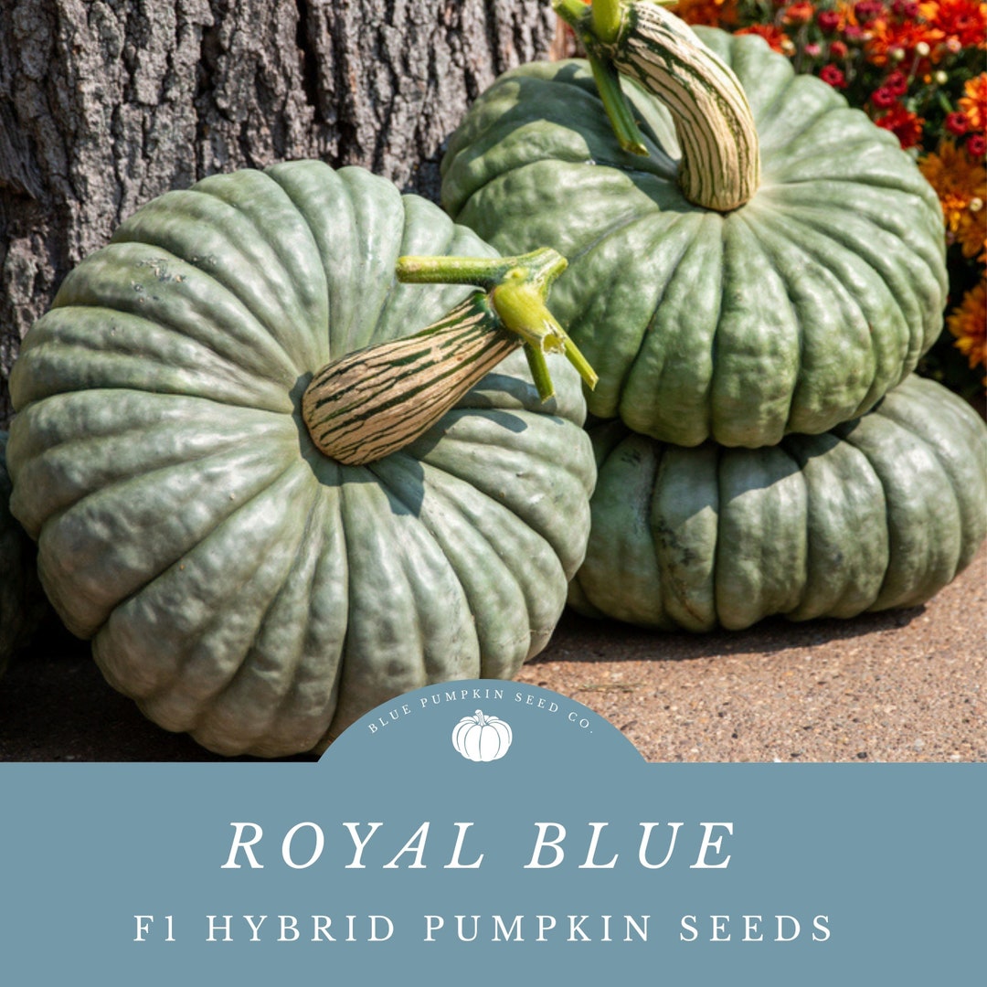 Royal Blue F1 Pumpkin Seeds: Grow Cadet Blue to Teal Stacker Pumpkins ...