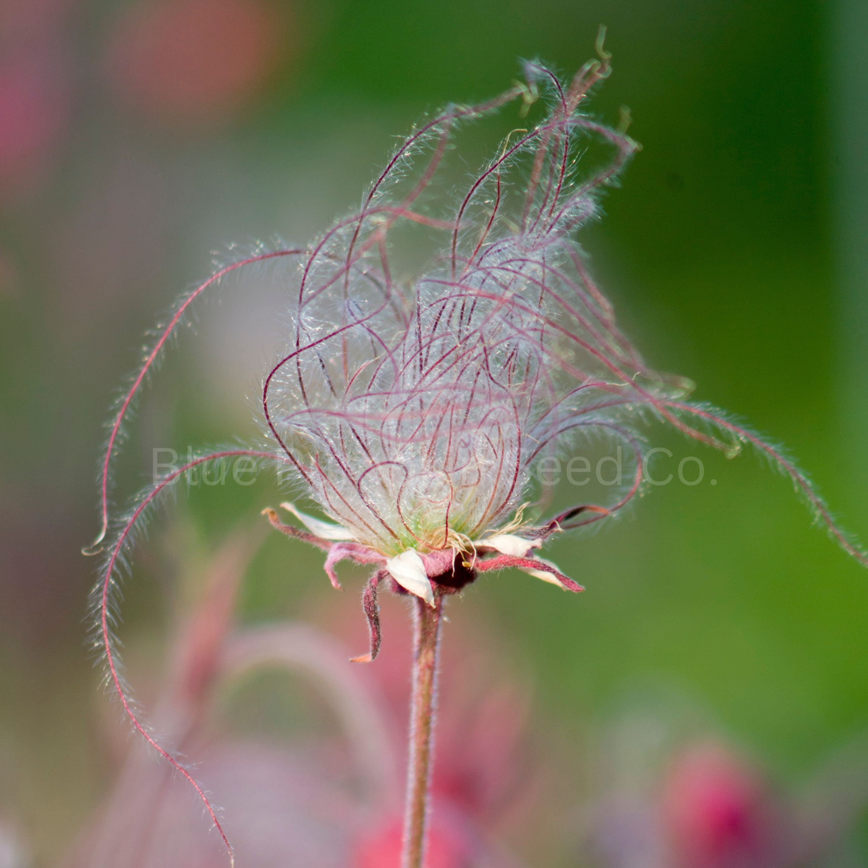 Prairie Smoke Seeds (geum Triflorum) | Enchanting Wildflower, Unique ...