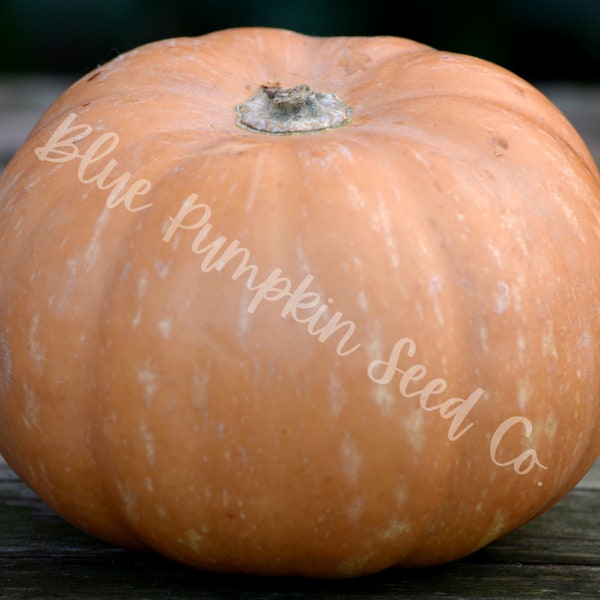 Cherokee Tan Pumpkin Seed - Etsy