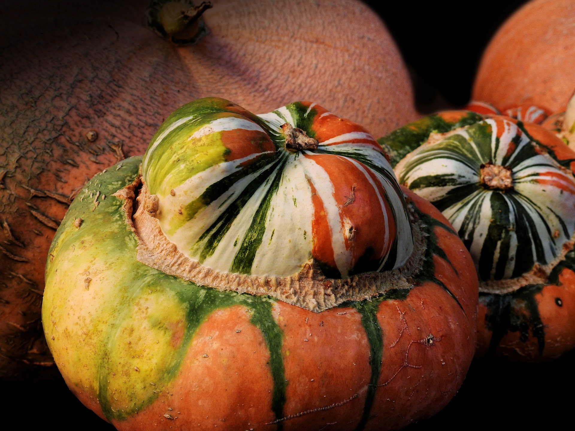 Turks Turban Pumpkin heirloom/c.maxima Seeds: Turban Squash - Etsy ...