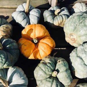 Triamble Pumpkin (heirloom/op/c.maxima) Seeds: Shamrock Squash ...