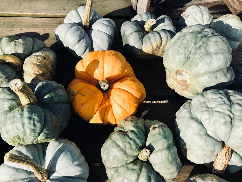 Triamble Pumpkin (heirloom/op/c.maxima) Seeds: Shamrock Squash ...