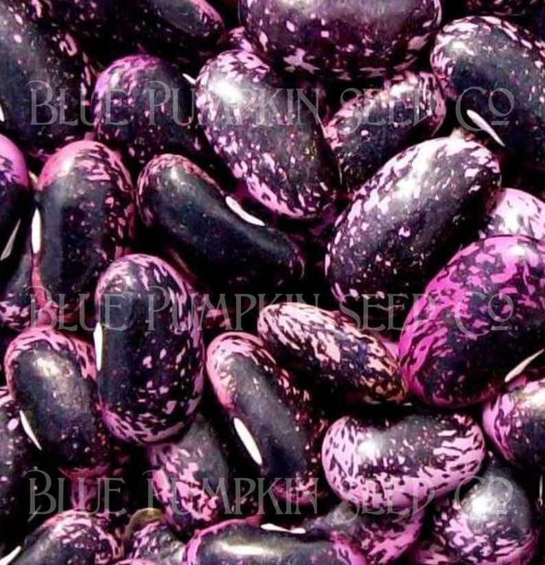 Scarlet Emperor Poll Bean Seeds : Scarlet Runner Bean Seven - Etsy