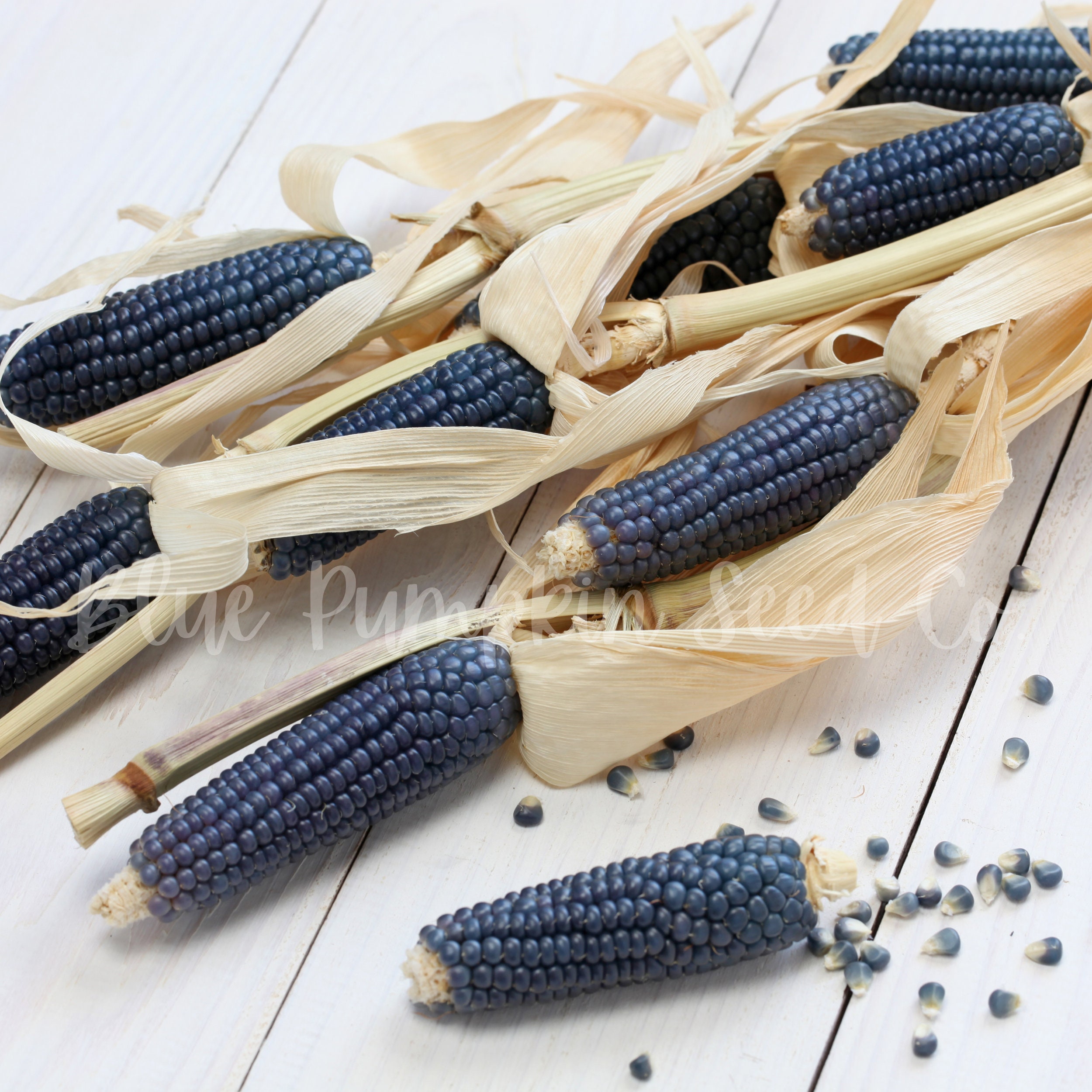Hopi Blue Indian Corn: Heirloom, Native American Corn, Field Corn, Hopi ...