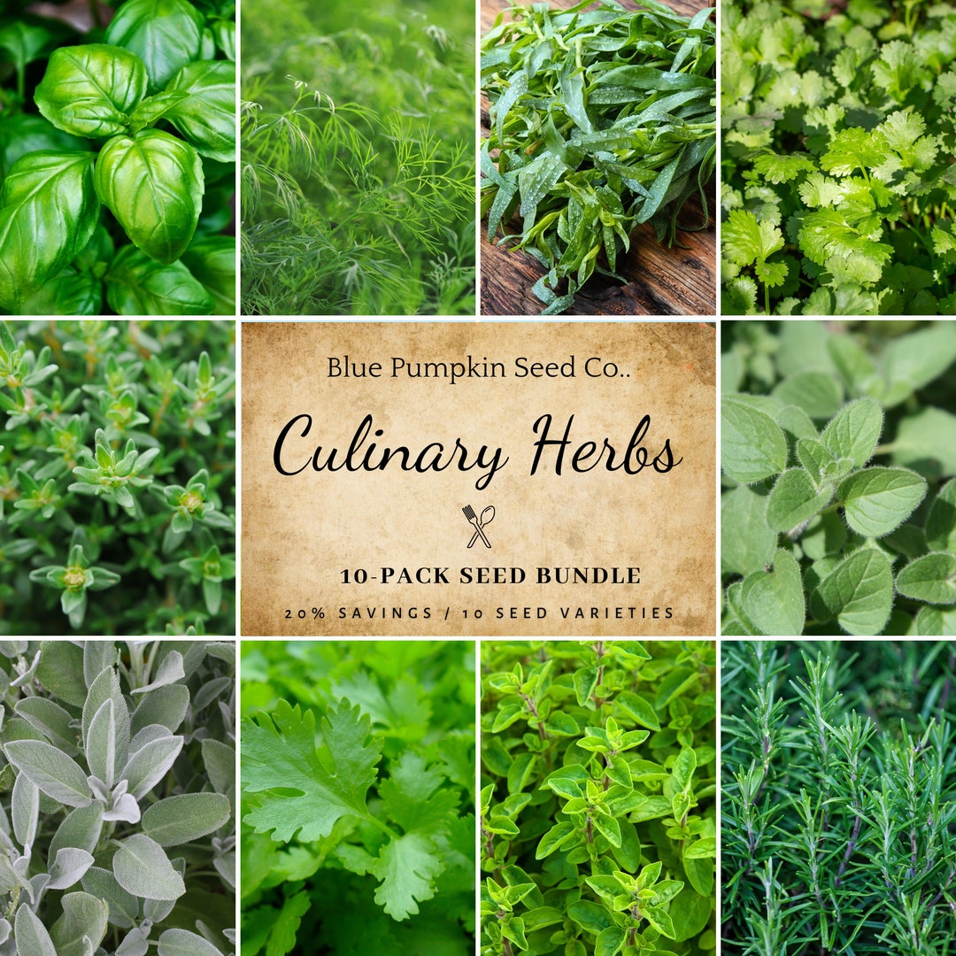 Culinary Herb Seed Bundle: 10 Culinary Herbs for Cooking - Etsy