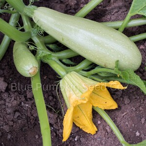 White Marrow Bush Summer Squash (c.pepo / OP) Seeds: Vegetable Marrow ...