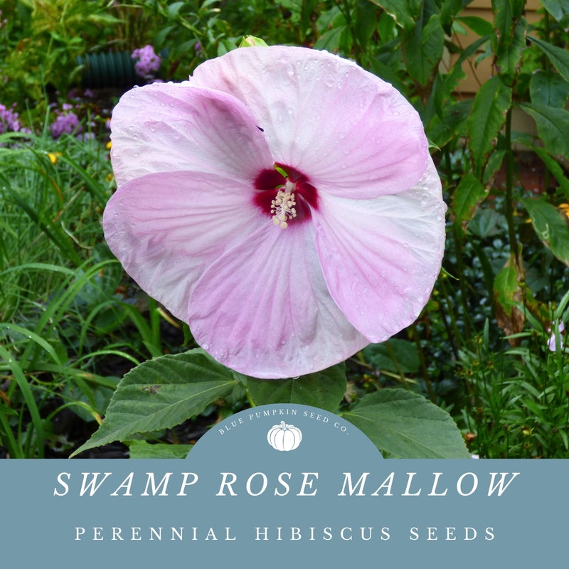 Mallow Plant - Etsy