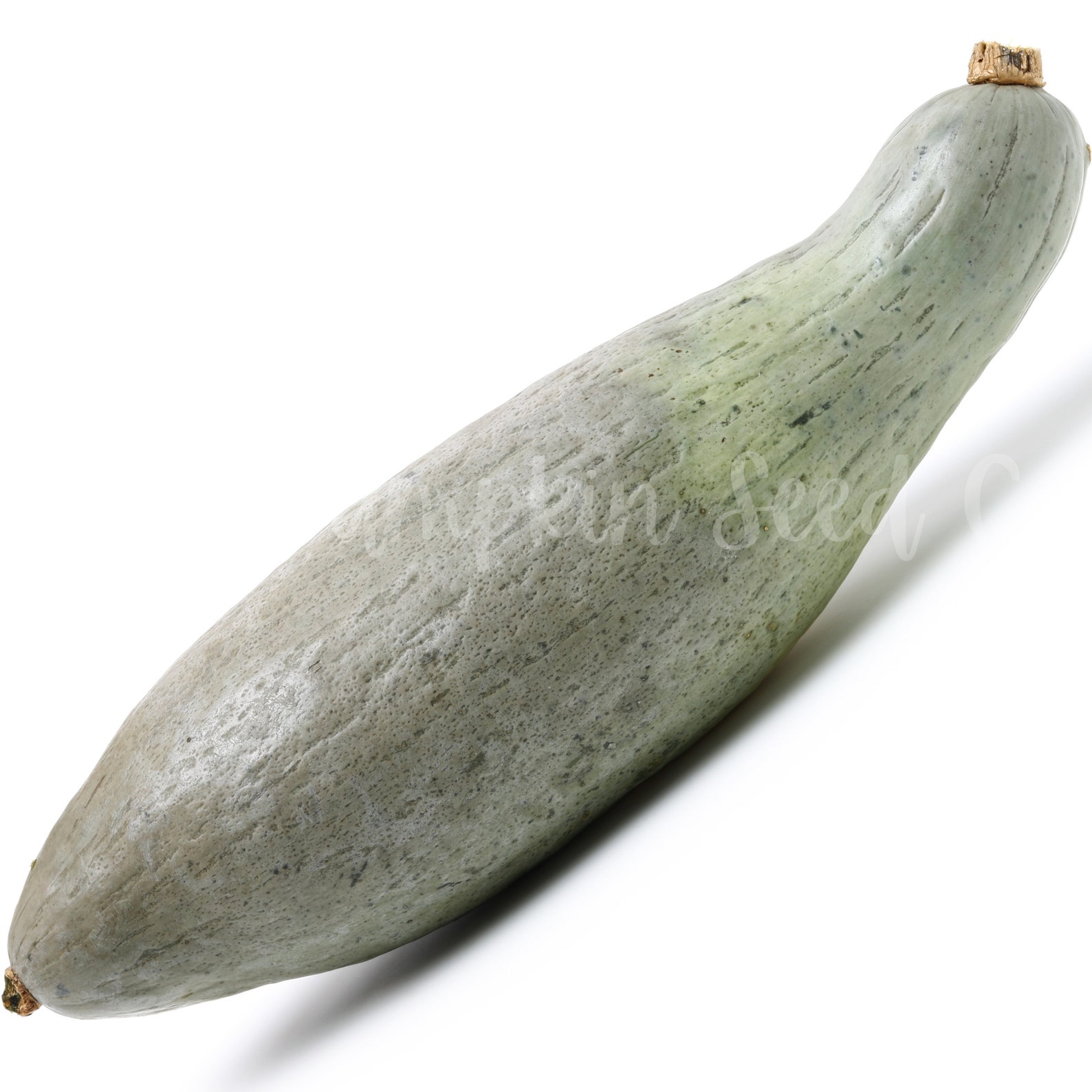 Guatemalan Blue Winter Squash rare/heirloom/c.maxima: Rare - Etsy