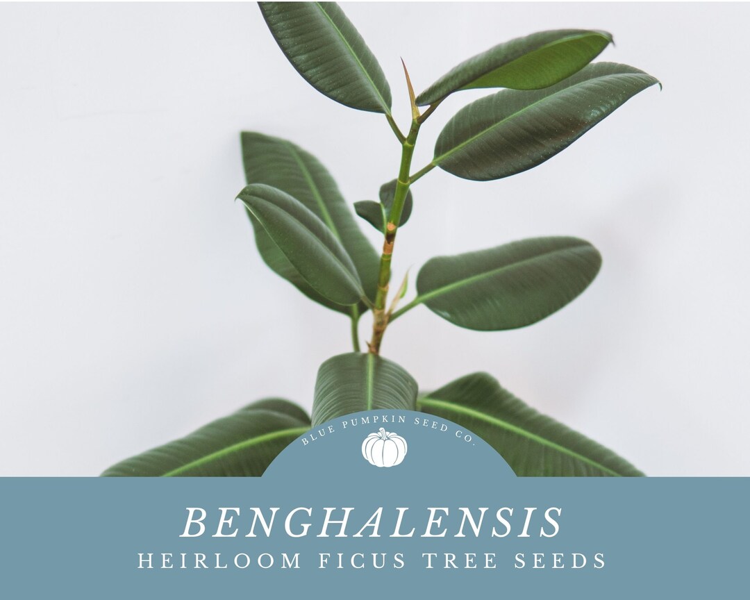 Benghalensis Ficus Seeds: Thriving Majesty for Any Indoor Setting ...