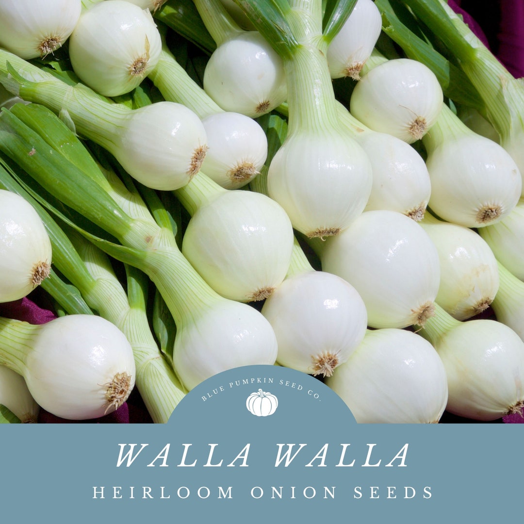 Walla Walla Onion Seeds: Grow the Acclaimed Worlds Best Tasting Onion ...