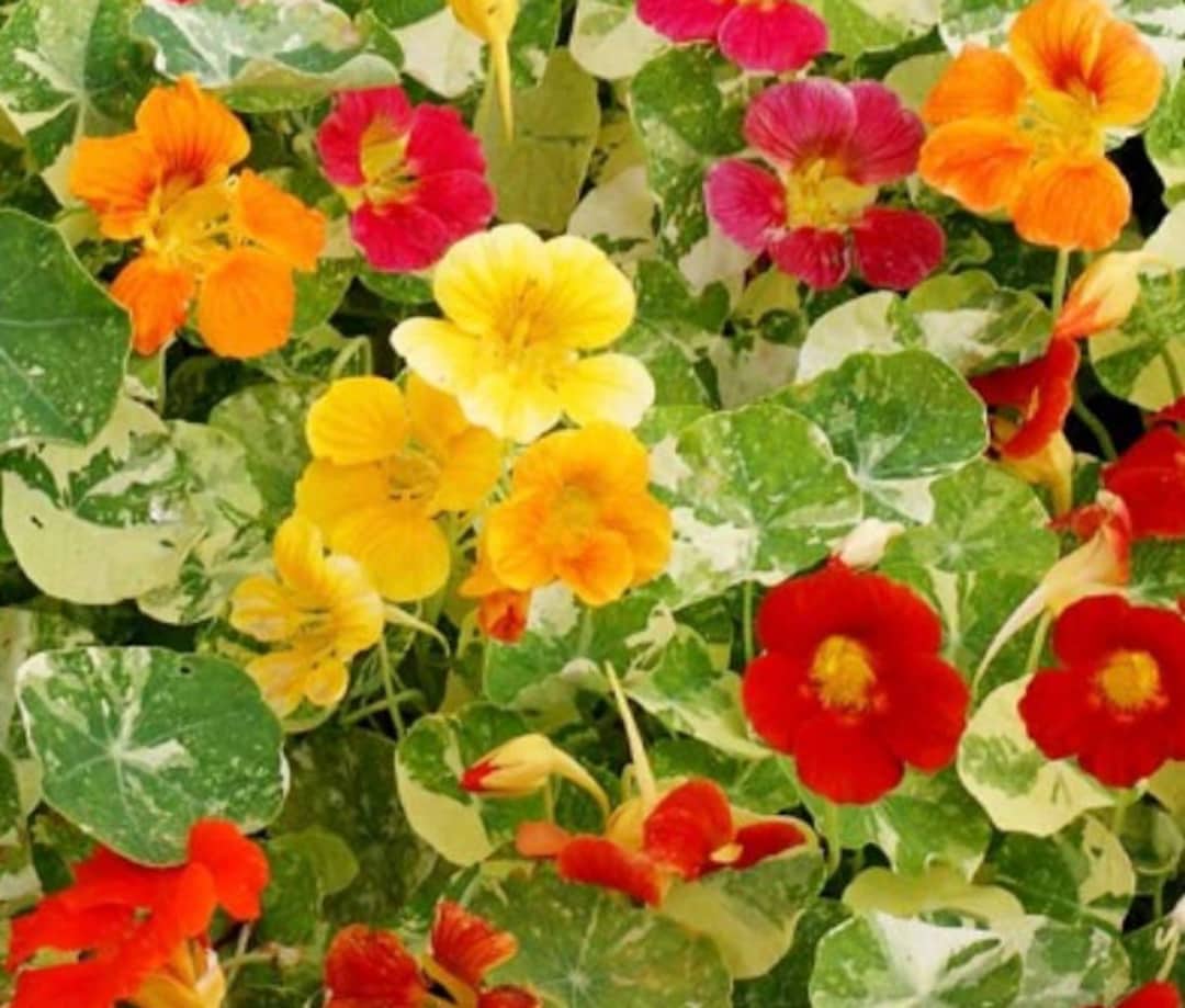 Nasturtium Flower Seed Mix: Red, Yellow, Orange Nasturtium Seed Mix ...