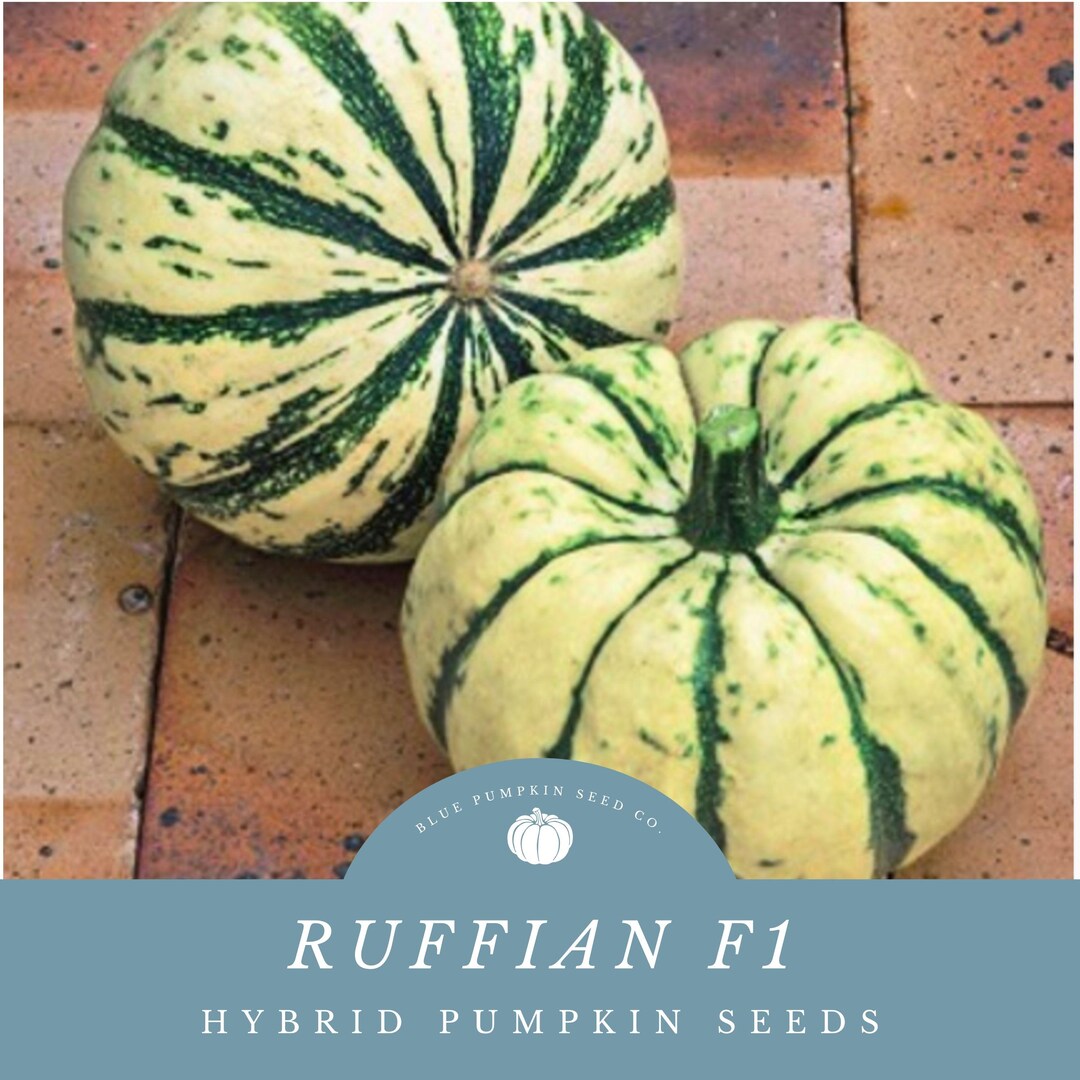 Ruffian F1 Pumpkin Seeds: Grow Adorable Cream Colored Pumpkins With ...