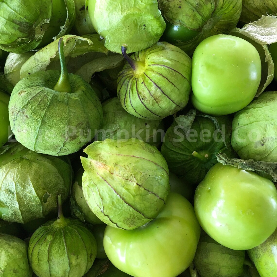Tomatillo Verde heirloom/op Seeds: Green Tomatillo Mexican - Etsy