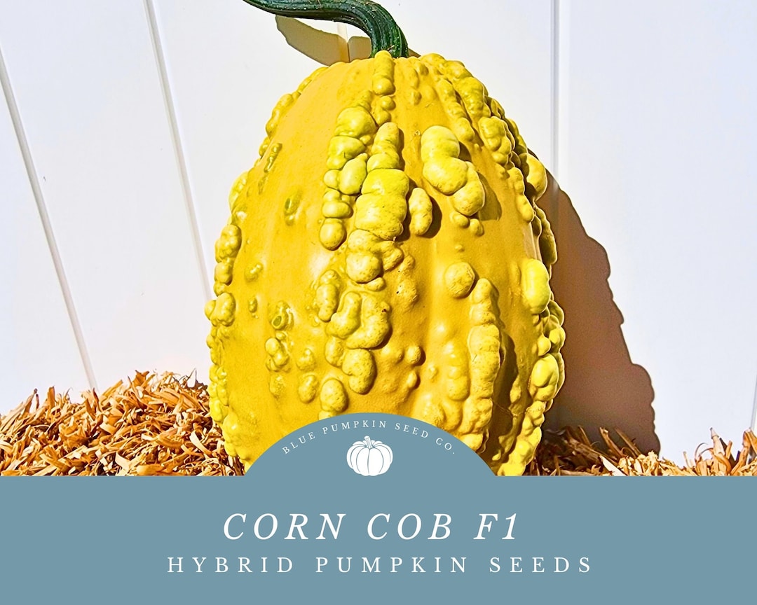Corn Cob F1 Pumpkin Seeds: Rare Hybrid Pumpkin That Resembles A Corn ...