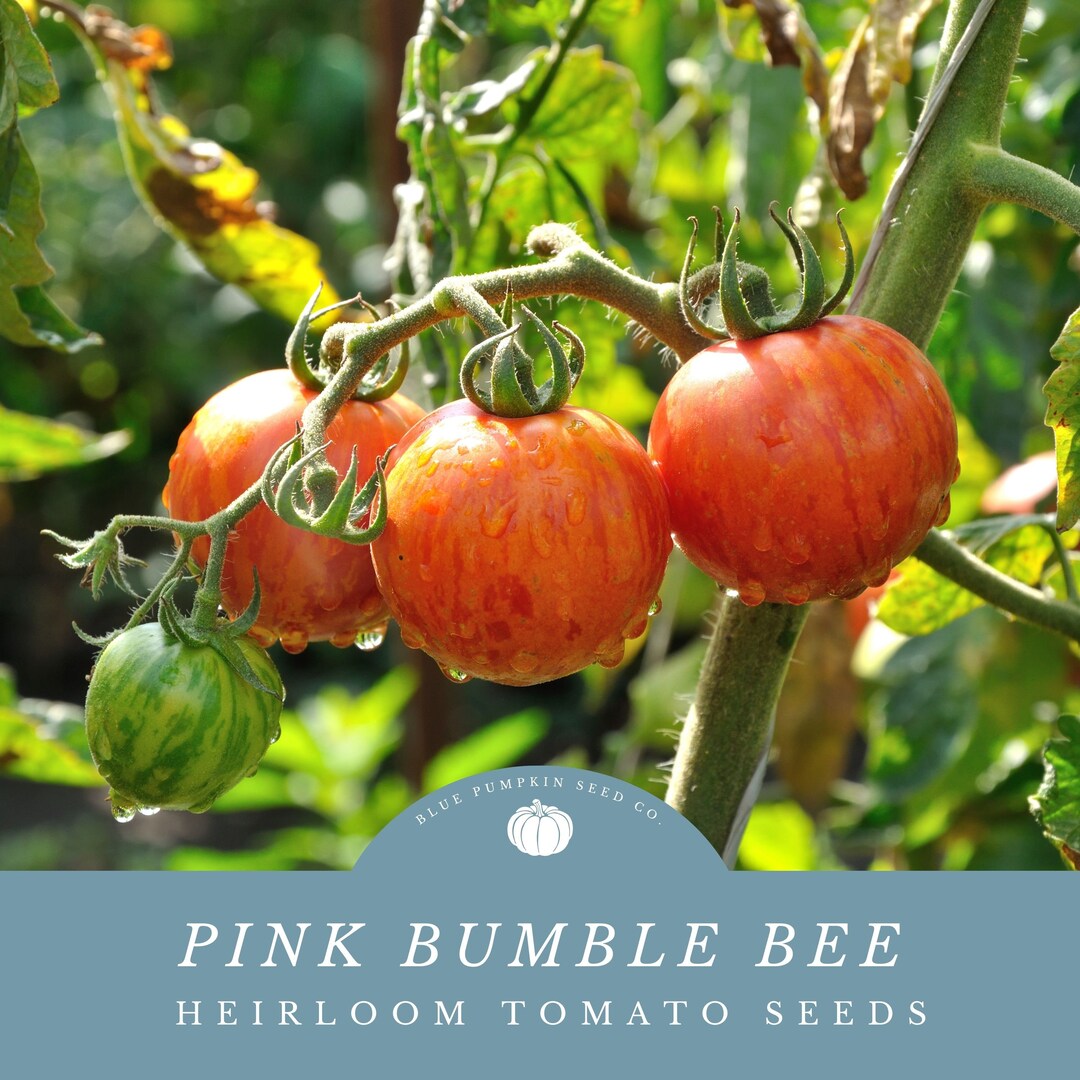 Pink Bumble Bee Tomato (heirloom/indetermiante/organic): Pink Bumble ...