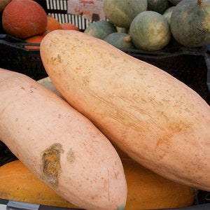 Candy Roaster Squash Seeds: A Rare and Unique Banana Shaped Squash With ...