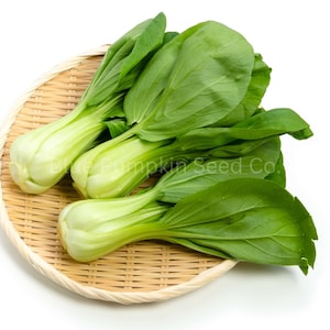 Li Ren Choi (F1) Baby Bok Choy Seeds: Dwarf Bok Choy, Dwarf Pak Choi ...