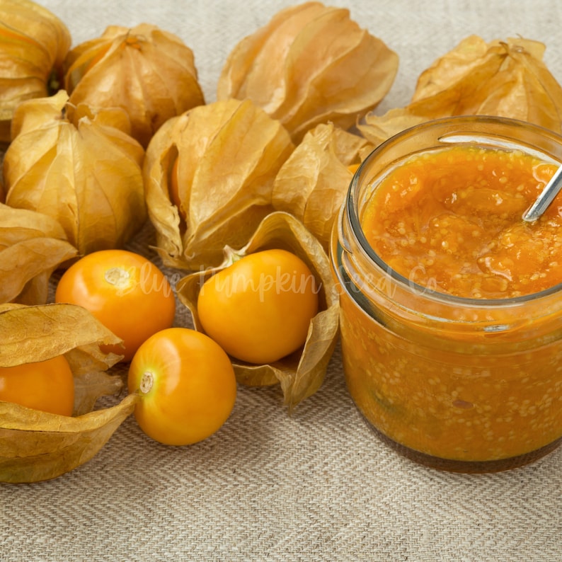 Pineapple Ground Cherry (heirloom) : Ground Cherry, Inca Berry, Golden ...