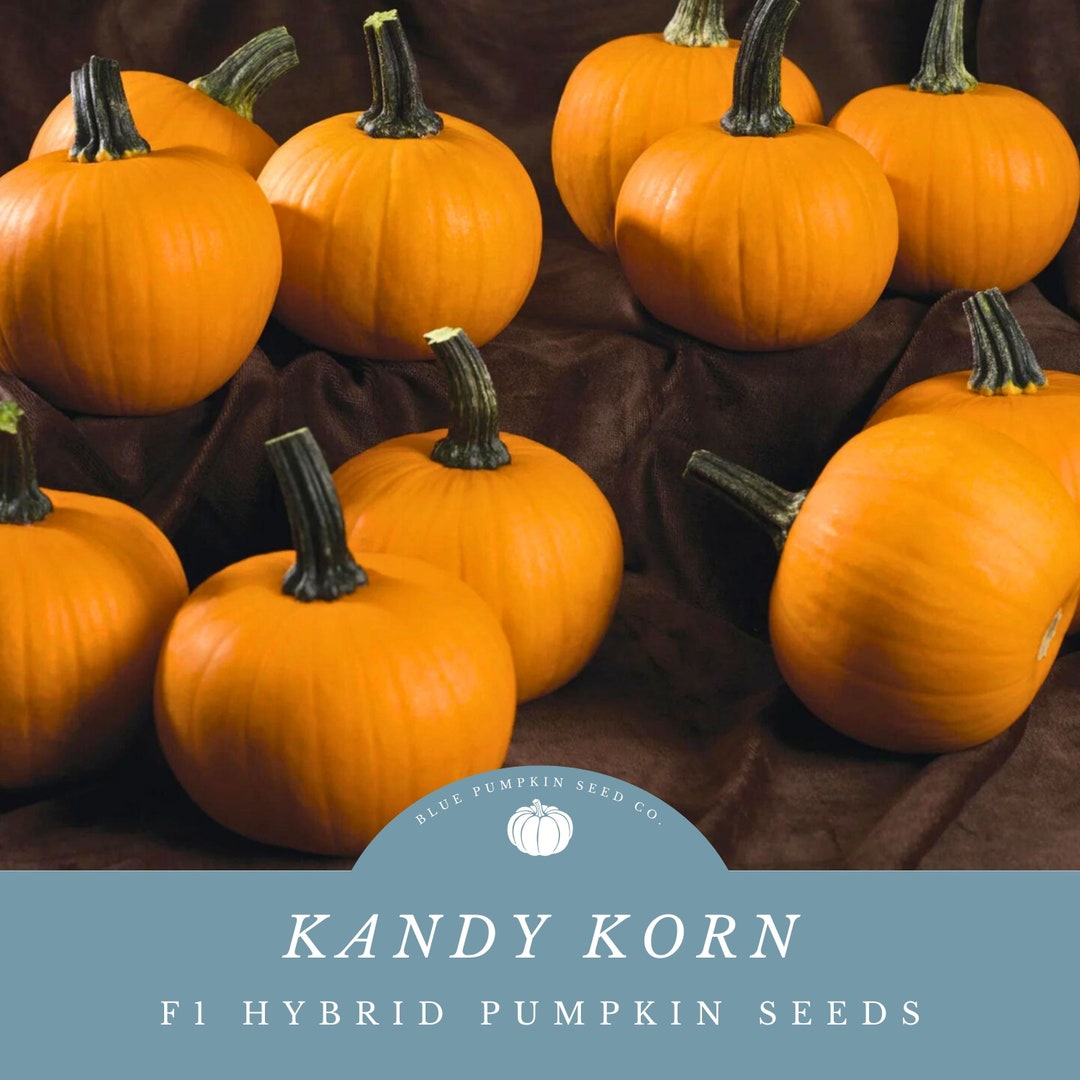 Kandy Korn F1 Pumpkin Seeds: Exceptional Aesthetics, Impressive Yield ...