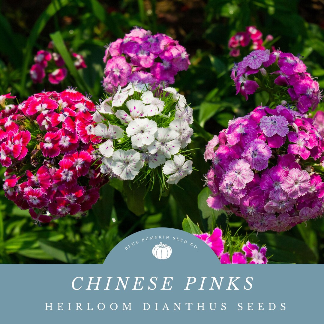 Chinese Pinks Dianthus Seed Mix: Grow a Symphony of Bi-colored Light ...